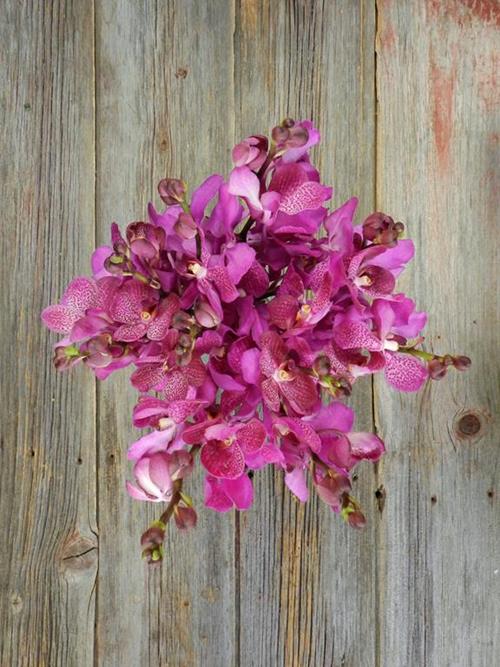 Wholesale Anny Cool Purple Mokara Orchid Delivered Online | FlowerFarm Wholesale Anny Cool Purple Mokara Orchid Delivered Online | FlowerFarm